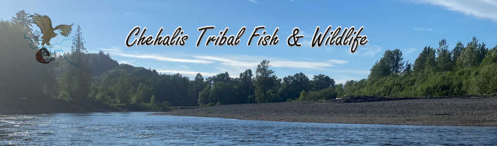 Chehalis Tribal Fish & Wildlife - The Chehalis Tribe